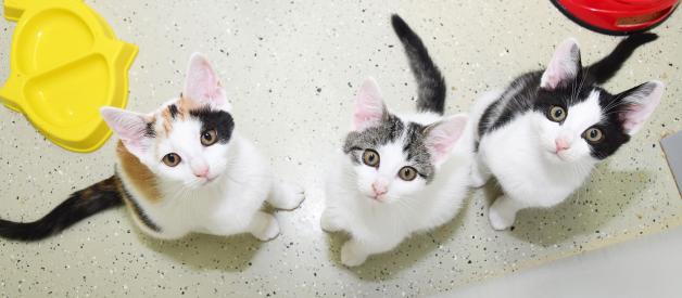 Aufnahmestopp für Hunde: So ist die Lage im Tierheim Rendsburg