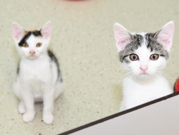 Aufnahmestopp für Hunde: So ist die Lage im Tierheim Rendsburg