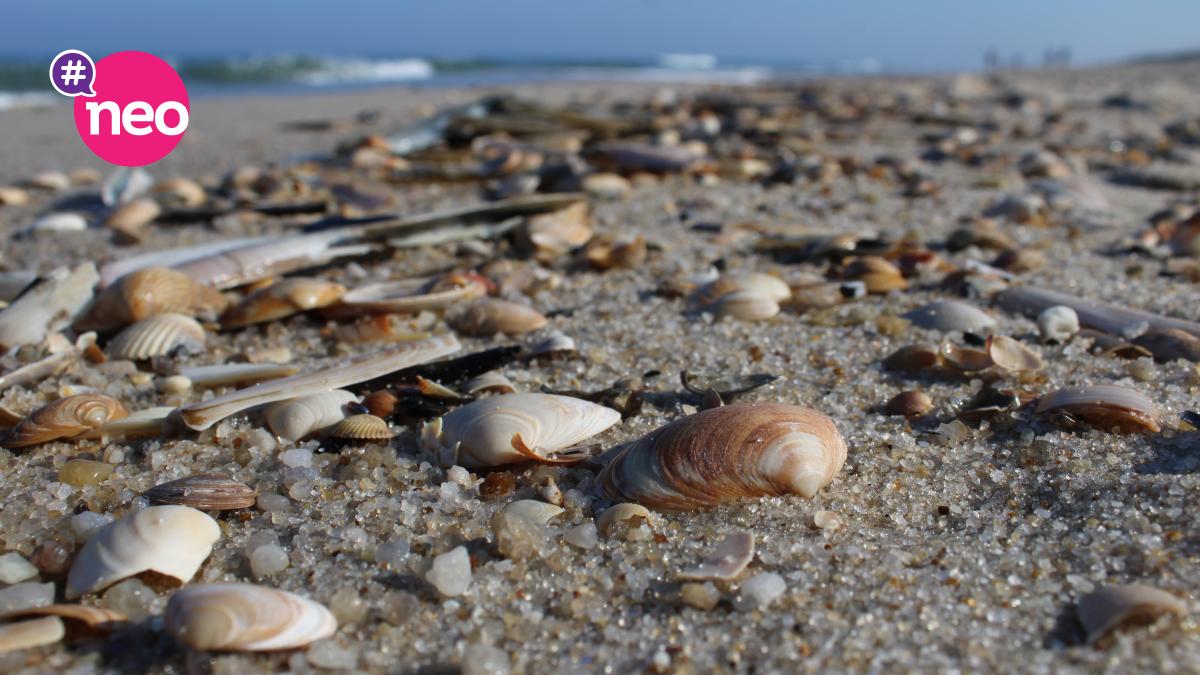 Muscheln sammeln am Sylter Strand: Was man darf und was nicht
