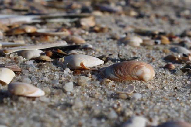 Muscheln sammeln am Sylter Strand: Was man darf und was nicht
