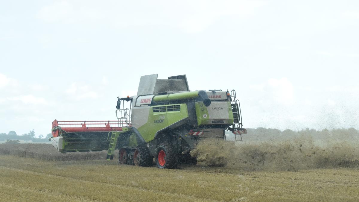 Weizen- und Rapsernte bei Regenwetter