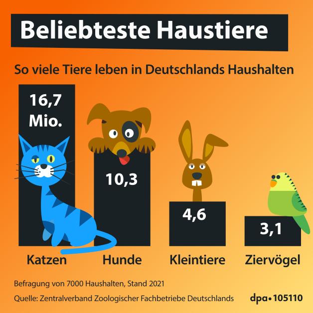 So klimaschädlich ist ein Hund als Haustier