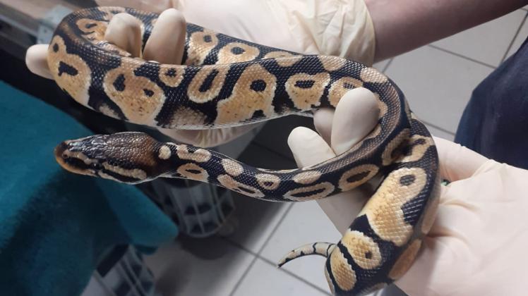 Walchum: Feuerwehr Dersum fängt erneut vier Schlangen ein