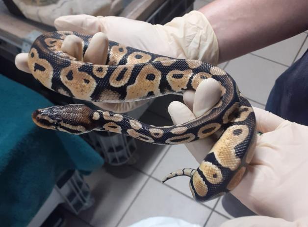 Würgeschlangen im Emsland entdeckt: 9 Pythons in 10 Tagen