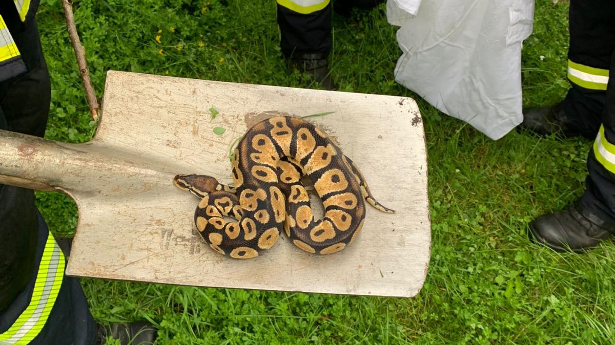 Nach Schlangenfund in Walchum: Polizei und Peta schalten sich ein