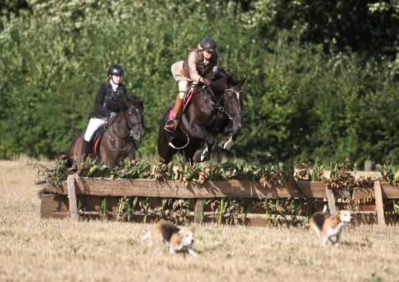 Schleppjagd in Buer: Bilder von Reitern und Beagle-Meute