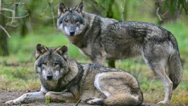 Wolfsrisse im Rheiderland nehmen zu: Bildet sich ein Rudel?
