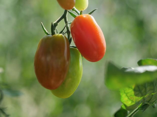 Gärtner Jan Rahe baut in Wellendorf besonders begehrte Tomaten an