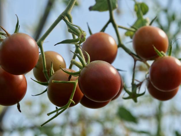 Gärtner Jan Rahe baut in Wellendorf besonders begehrte Tomaten an