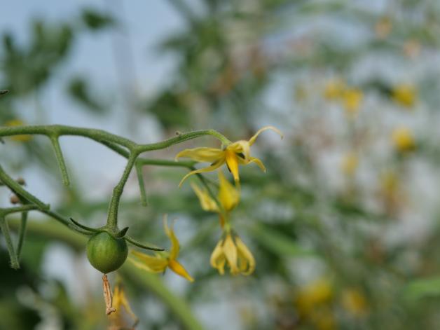 Gärtner Jan Rahe baut in Wellendorf besonders begehrte Tomaten an