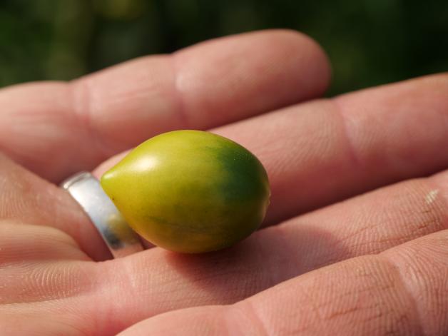 Gärtner Jan Rahe baut in Wellendorf besonders begehrte Tomaten an