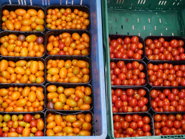 Gärtner Jan Rahe baut in Wellendorf besonders begehrte Tomaten an
