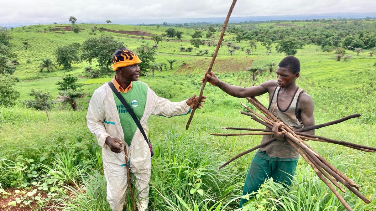 Regenwald-Aufforstung: Nortorfer Greenlimba-Projekt erfolgreich