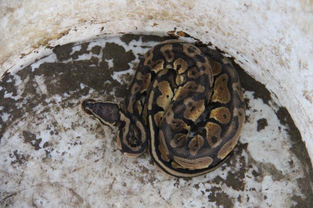Würgeschlangen im Emsland entdeckt: 9 Pythons in 10 Tagen