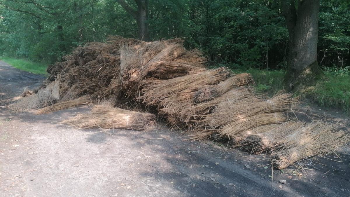 Mehrere Bündel Reet in Heist entsorgt – Polizei ermittelt