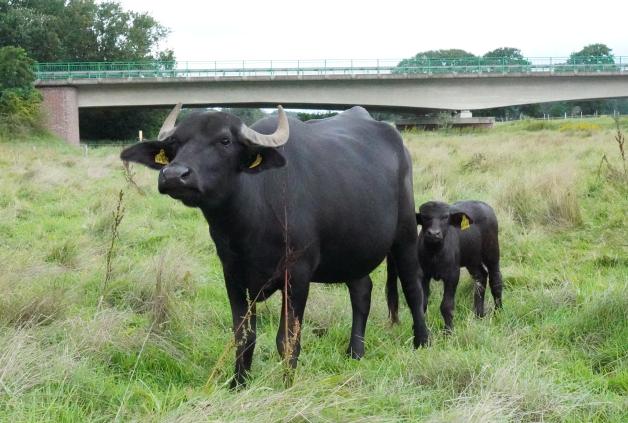 Zwei Jung-Landwirte im Emsland setzen auf Wasserbüffel-Leasing