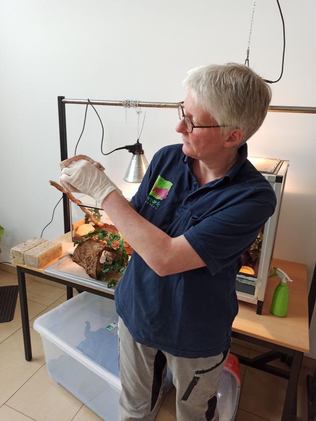 So geht es den neun Königspythons aus Walchum