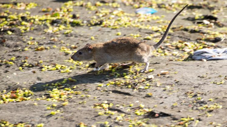 Ratten in Haus und Garten bekämpfen: Welche Mittel helfen