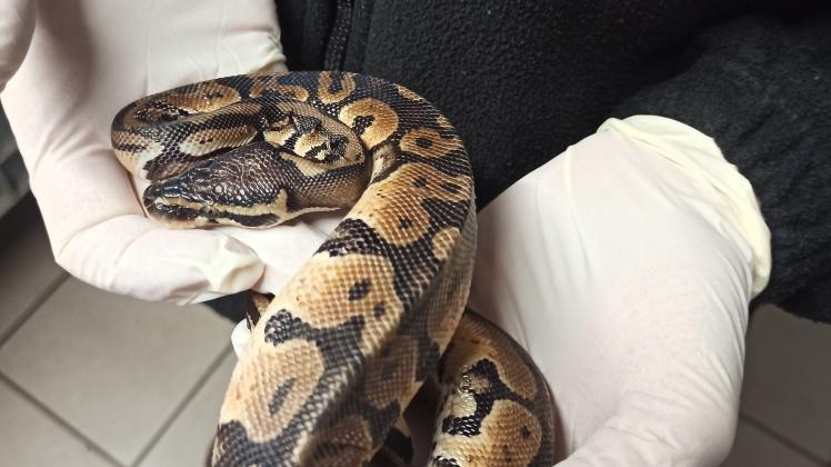 So geht es den neun Königspythons aus Walchum