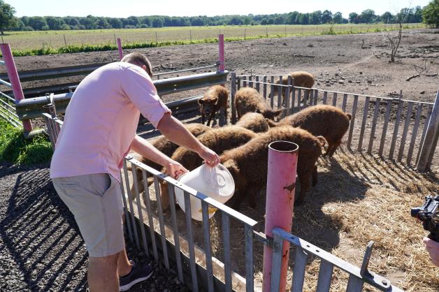 Familie Ahlers aus Dörpen setzt auf außergewöhnliche Schweine