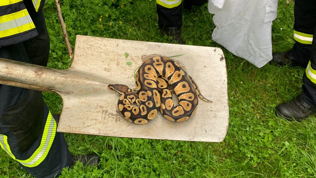 Schlangenfunde in Walchum: So lange bleibt das Gelände gesperrt