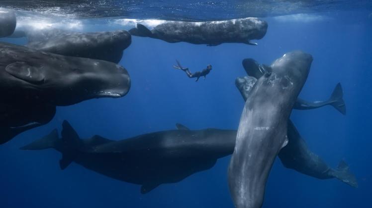 Green Screen-Preisgala mit großen Filmen und emotionalen Momenten