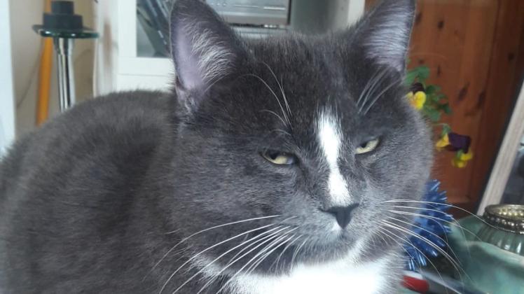 Zeugen gesucht: Kater „Adam“ angeschossen und tödlich verletzt