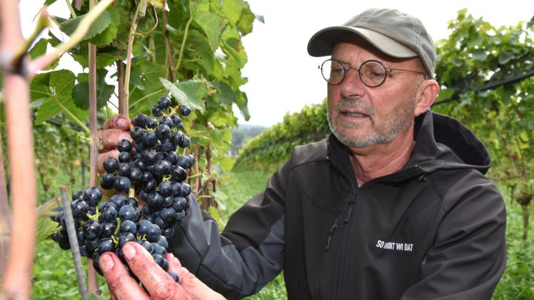 Weinlese in Grebin gestartet: So wird der Jahrgang 2023