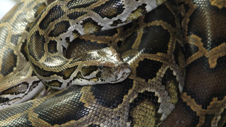 Python besetzt Badezimmer: Hartnäckiger Besuch