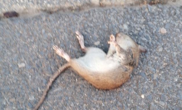 Ratten in Twist-Schöninghsdorf: Bürger wollen Bäume loswerden