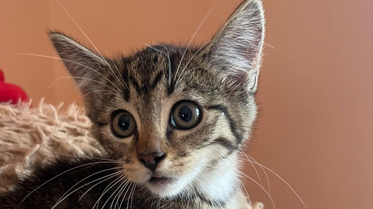 Tierheim Schleswig: Kater „Emil“ sucht ein Zuhause mit Freigang