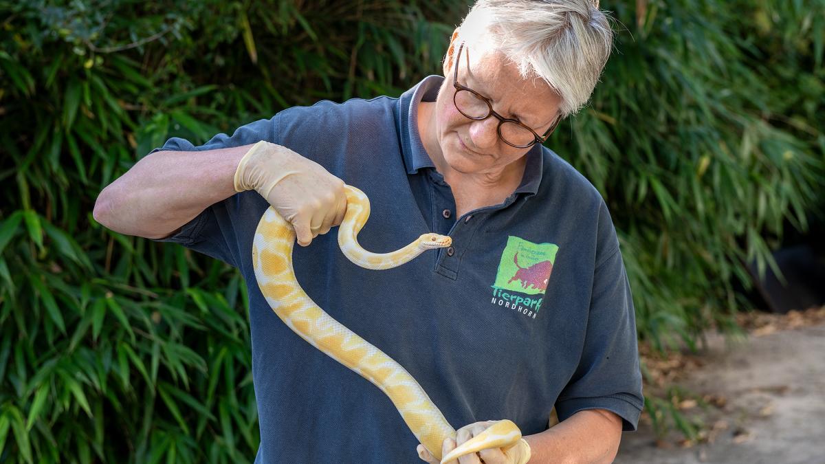 Zwei Königspythons aus Walchum haben neue Besitzer