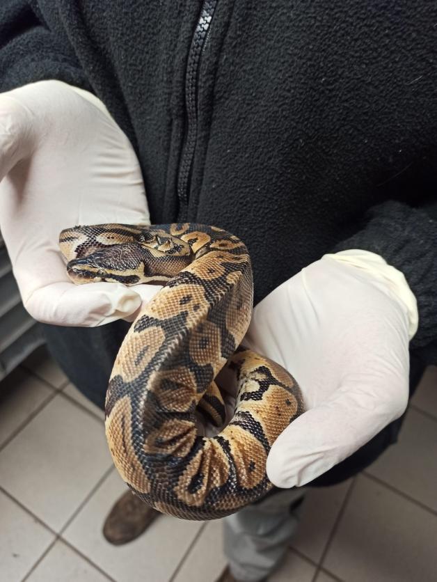 Zwei Königspythons aus Walchum haben neue Besitzer