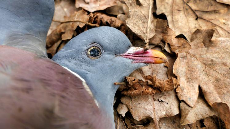 Sommerland: Taube fliegt durch Autoscheibe und verletzt Beifahrer