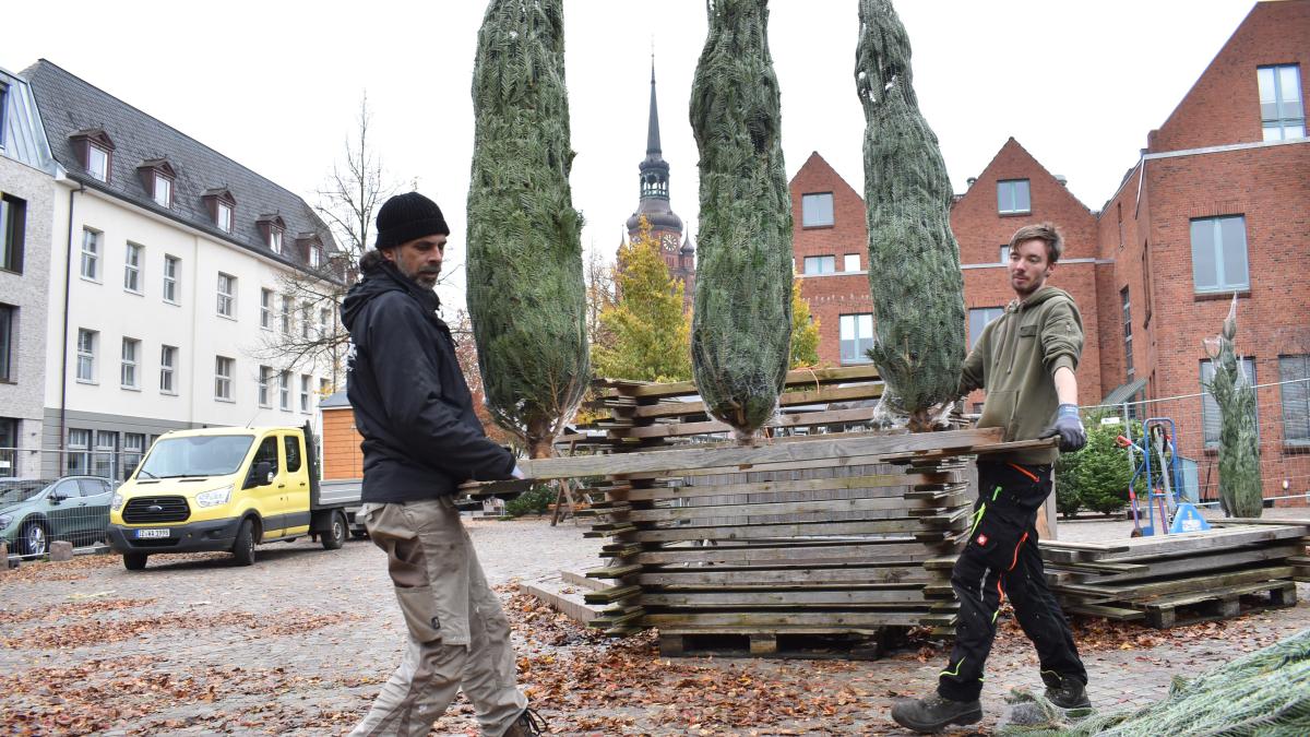 Tannen für Berliner Platz: Itzehoer Punschwald wird aufgebaut