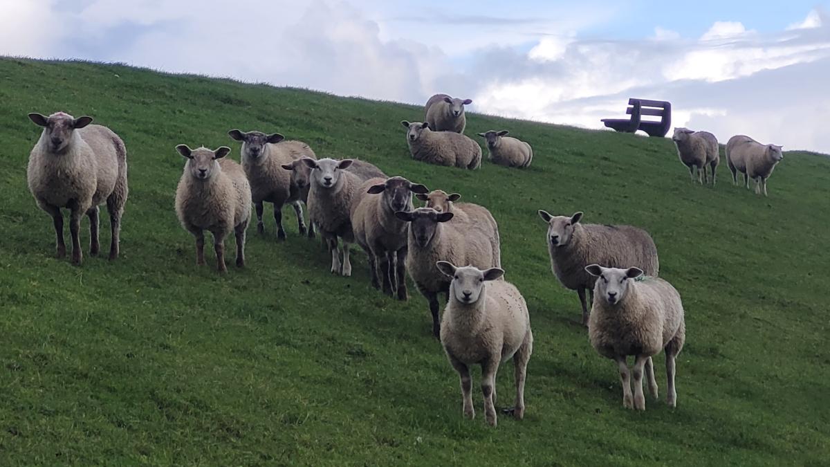 Der Deich bietet den Besuchern viele Möglichkeiten