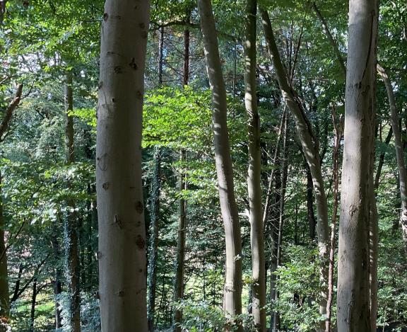 Drei wichtige Baumarten und wie du sie erkennst