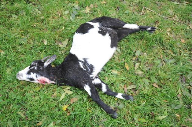 Fünf Ziegen in Aschendorf gerissen: Spuren sprechen für den Wolf