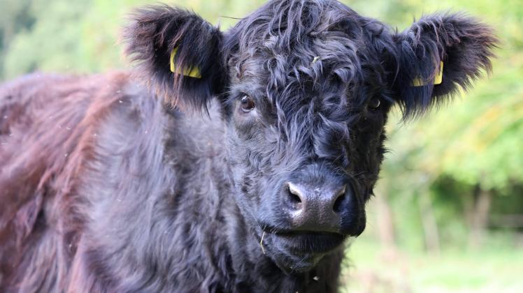 Galloway-Rinder im Kreis Göttingen: Einige Tiere eingefangen | DKO