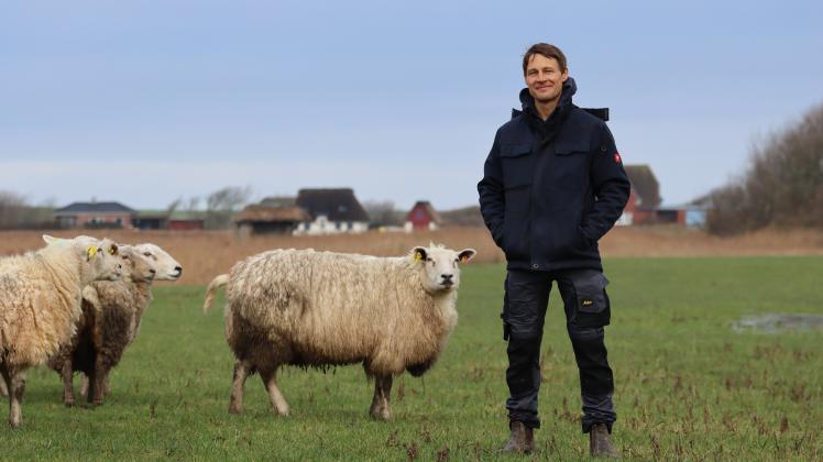 So funktioniert das Crowdfarming mit Schafen auf Pellworm