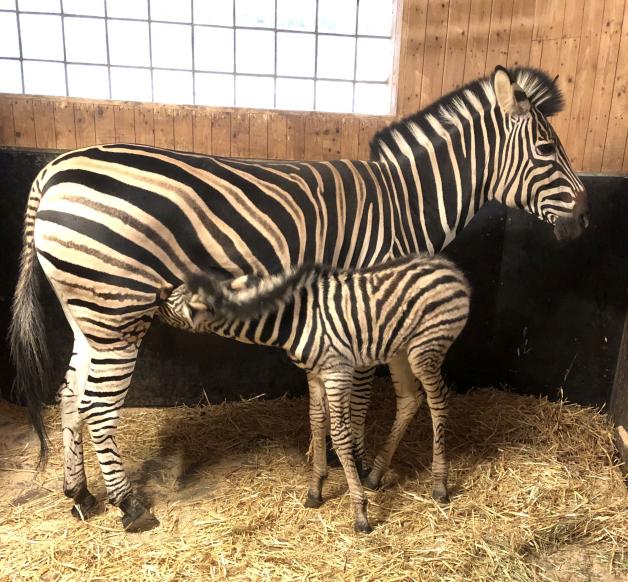 Zebrafohlen erblickt im Naturzoo Rheine das Licht der Welt