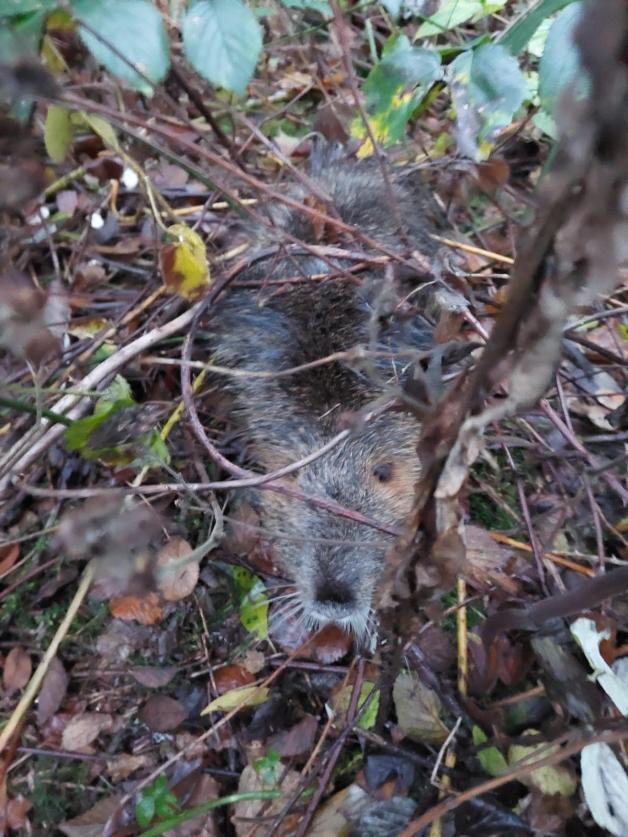 Hundewald in Trappenkamp ist wieder geöffnet - wo ist die Nutria?