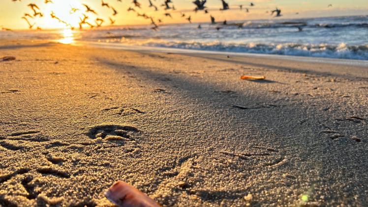 Möwen auf Sylt machen sich über Schnecken und Seesterne her