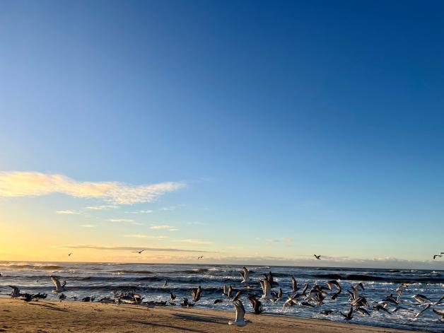 Möwen auf Sylt machen sich über Schnecken und Seesterne her