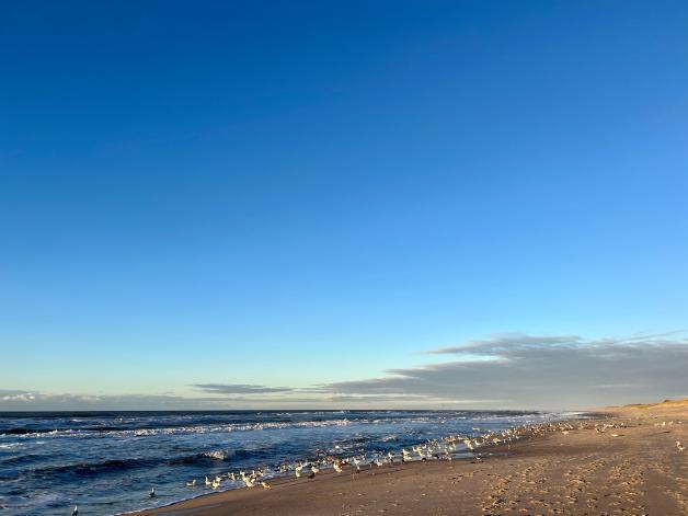 Möwen auf Sylt machen sich über Schnecken und Seesterne her