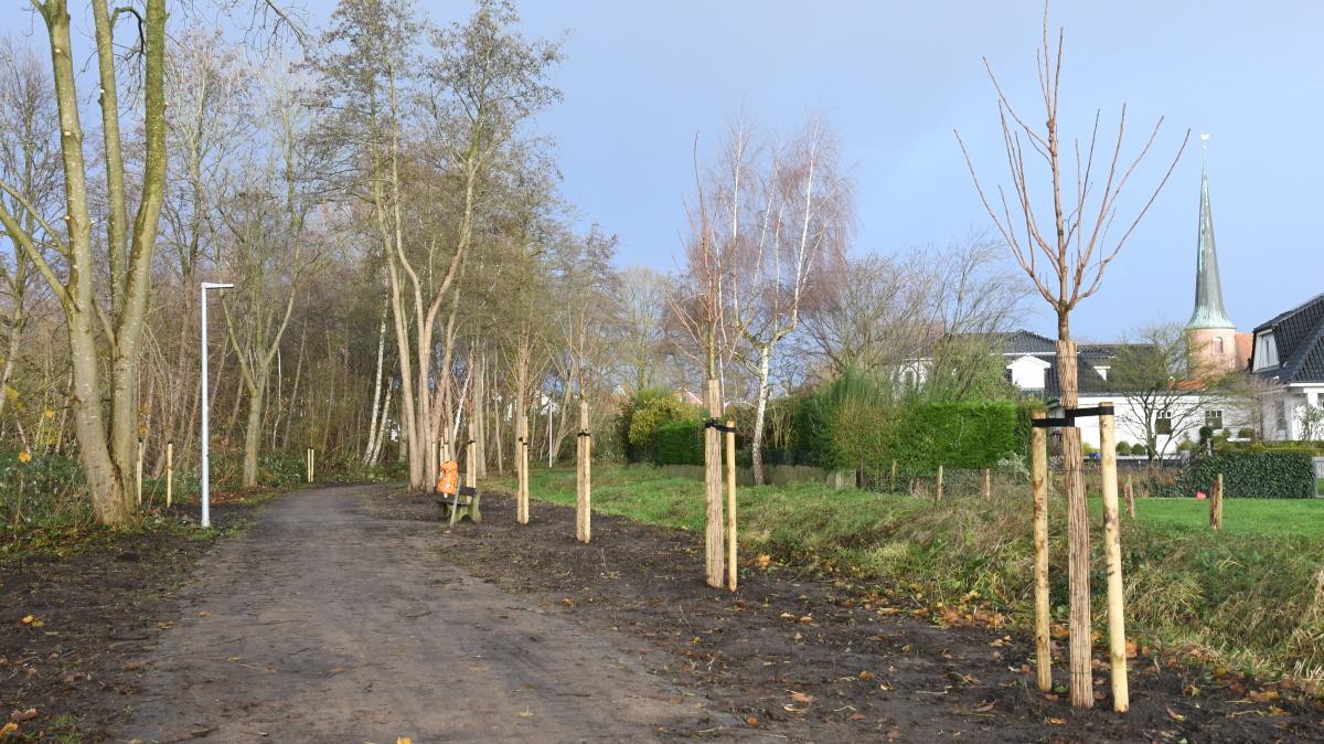 Ersatz für gefällte Erlen an Krückau in Barmstedt gepflanzt
