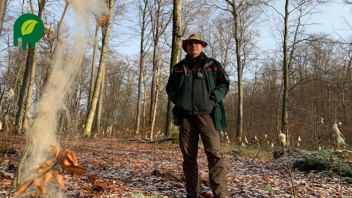 Flensburg: Förster Michael Gräf über Waldverjüngung und PEFC