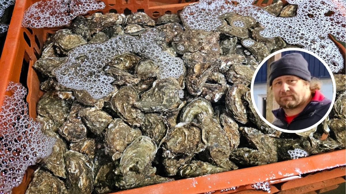 Frost auf Sylt: Austern Company in List droht Millionen-Verlust