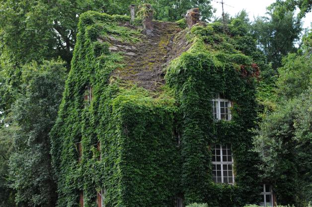 Efeu: Was ist dran an den Mythen über die Kletterpflanze?