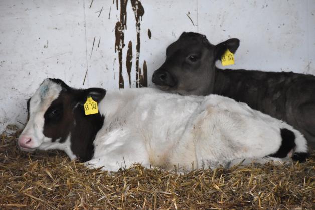 Landwirt Wulf Mette aus Ellerau: Das brauchen die Tiere im Winter